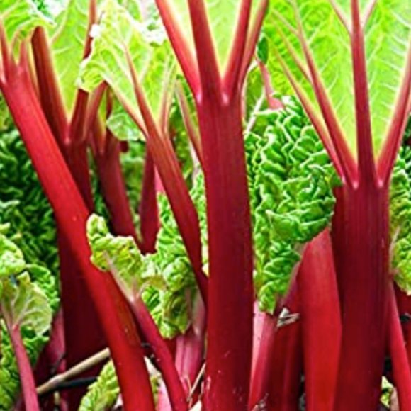 Other | Large Perennial Rhubarb Crown Super Healthy Ready To Plant ...